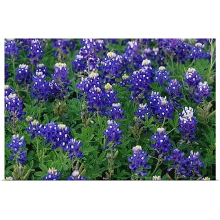 "Texas Blue Bonnets " Poster Print - Bed Bath & Beyond - 16854475