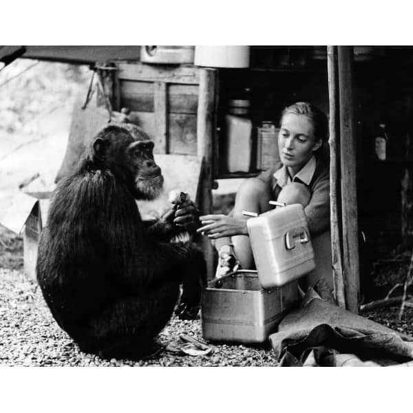Jane Goodall With Chimpanzee David Greybeard History - Bed Bath ...