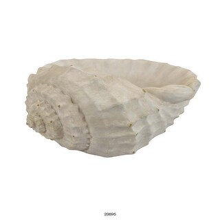 19 Inch Conch Shell Decor, Authentic Coastal Style, Off White White ...