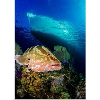 Grouper near the coral reef, Little Cayman Island - Multi - Bed Bath ...