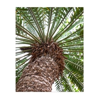 Underneath the palm tree Botanical photo Photography Art Print/Poster ...