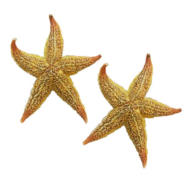 dried starfish