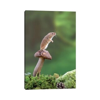 iCanvas "On The Lookout - Harvest Mouse" by Dean Mason Canvas Print ...