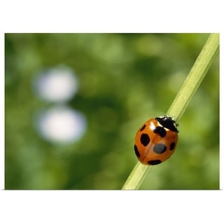 Ladybug on a stem - Multi - Bed Bath & Beyond - 16891293