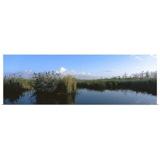 "Florida, Everglades National Park, View of weeds growing in a swamp ...