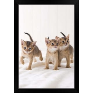 "Three Abyssinian standing" Black Framed Print - Bed Bath & Beyond ...