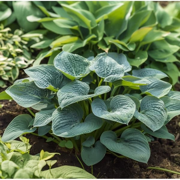 Large Cupped Leaf Drinking Gourd Hosta - 3 Bare Roots - Hardy and Shade ...