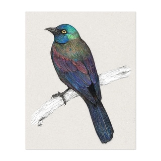 Common Grackle Drawing Animals Bird Birds Botanical Art Print/Poster ...