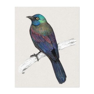 Common Grackle Drawing Animals Bird Birds Botanical Art Print/Poster ...