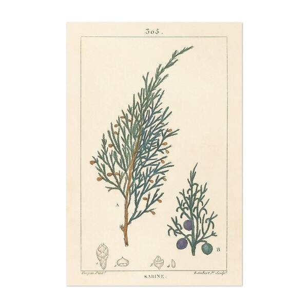 Sabine Drawing Illustrations Floral Botanical Forest Art Print/Poster ...