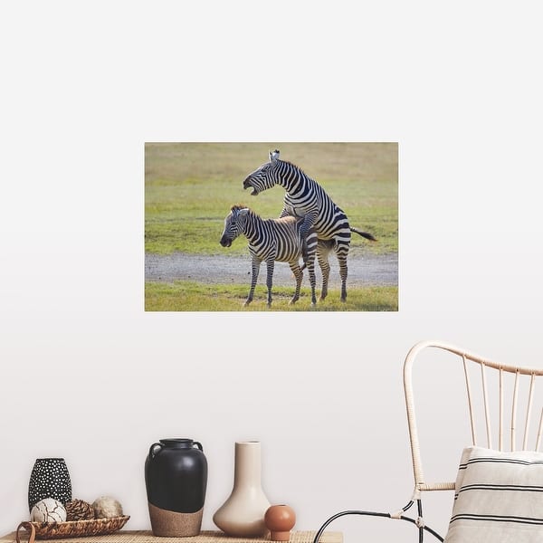 zebras mating