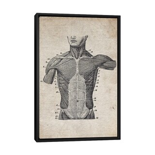 iCanvas "Vintage Torso Medical Print" by FisherCraft Framed Canvas ...