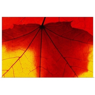"Maple leaf" Poster Print - Multi - Bed Bath & Beyond - 16494177