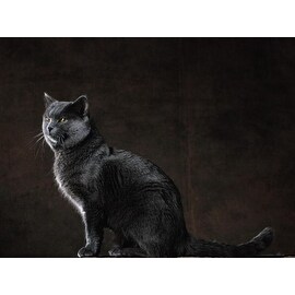 Seated Blue-Gray Chartreux Cat (Detail) by Yann Arthus-Bertrand Animals ...