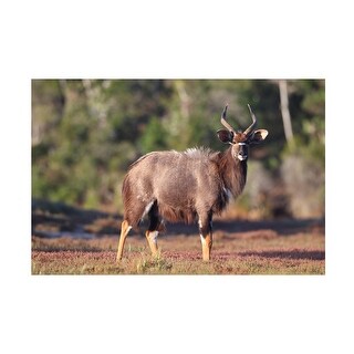 Bob Langrish 'Nyala 3' Canvas Art - Bed Bath & Beyond - 39538567