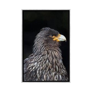iCanvas "Falkland Caracara or Johnny Rook, protected and highly ...