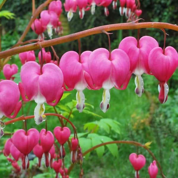 Pink or White Bleeding Heart Flowers - 2 or 4 Bare Roots - Spring ...