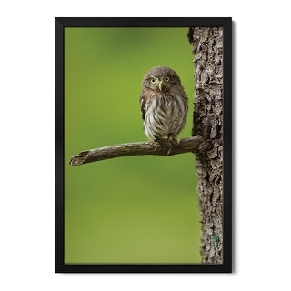 Eurasian Pygmy Owl Premium Framed Poster by Milan Zygmunt - Bed Bath ...