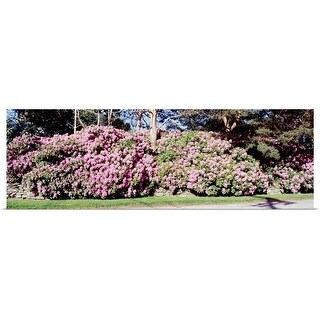 "Rhode Island, azaleas" Poster Print - Multi - Bed Bath & Beyond - 16877093
