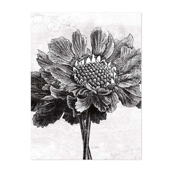 Spa Botanical I BW Drawing Floral Botanical Nature Art Print/Poster ...