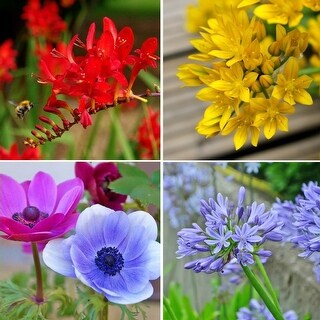 English Cottage Garden Flower Collection - 100, 200 or 400 Bulbs ...