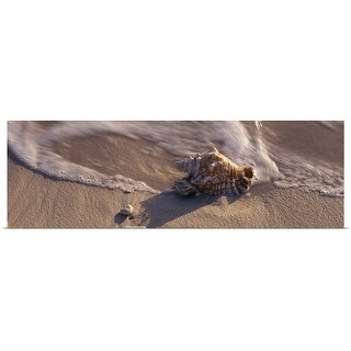 "Conch Shell on the beach, Caribbean Sea, Grand Cayman, Cayman Islands ...