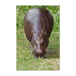 Photography Animals Cute Hippo Nature Portrait Art Print/Poster - Bed ...