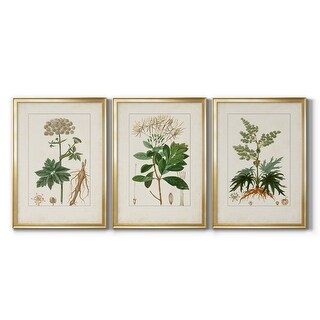 Antique Turpin Botanical I Premium Framed Canvas - Ready to Hang ...