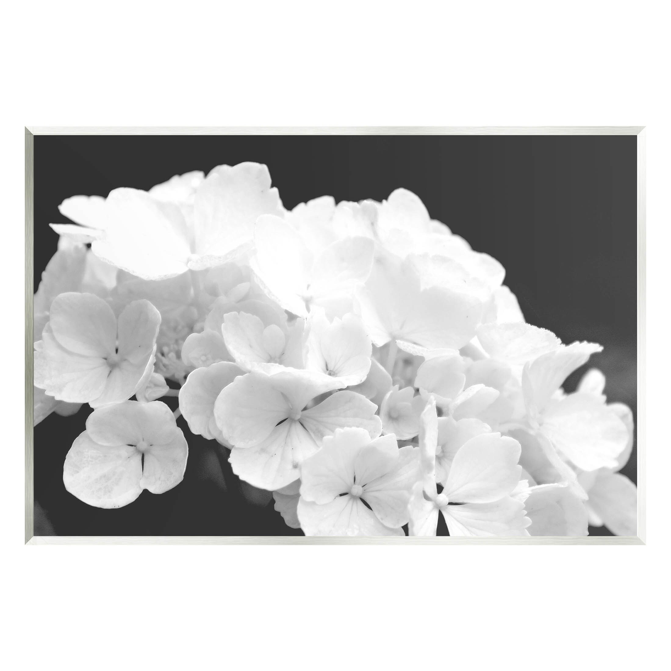 white hydrangea petals