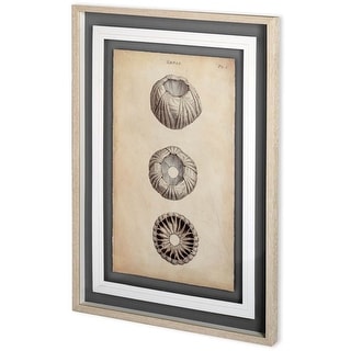 Cylindrical Shells I Framed Art Print - Bed Bath & Beyond - 39197016