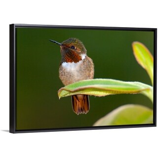 "Close up of a Scintillant hummingbird Selasphorus scintilla Savegre ...