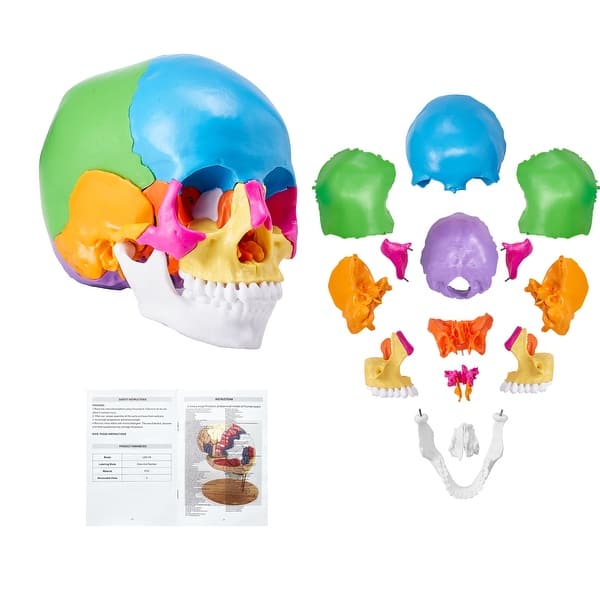 VEVOR Human Skull Model/Human Half Head Superficial Neurovascular Model ...
