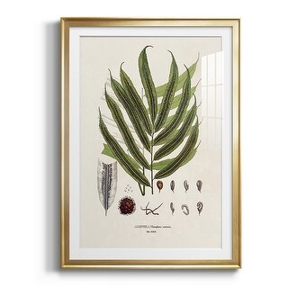 Botanical Society Ferns II Premium Framed Print - Ready to Hang - Bed ...