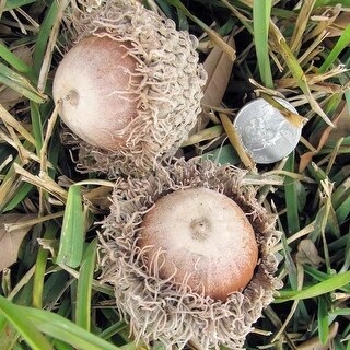 Bur Oak Acorns (Burr Oak Acorn) natural tan Grade A / Grade B -- 5lbs ...