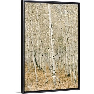 "Aspen trees, Sugarhouse Park, Salt Lake City, Utah" Black Float Frame ...
