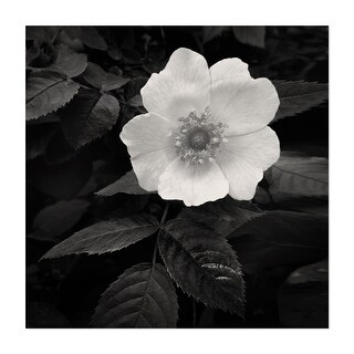 Wild White Rose Photography Family Floral Botanical Art Print/Poster ...