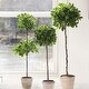 Ficus Topiary In Pot 31" - On Sale - Bed Bath & Beyond - 33008414
